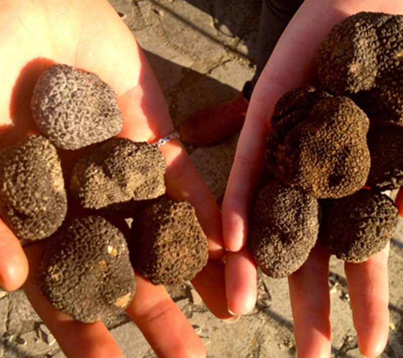 Truffle Hunting – Provence Chefs Experience